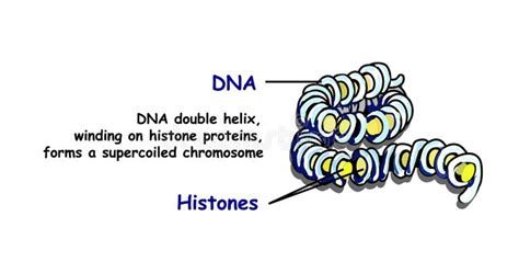 Dna Replication Process Stock Illustrations 540 Dna Replication
