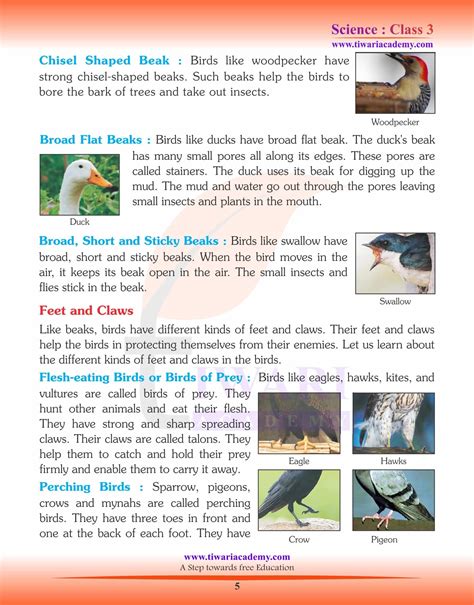 Birds Worksheet For Grade 3