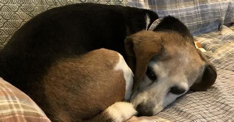 Such A Good Beagle Loaf Album On Imgur