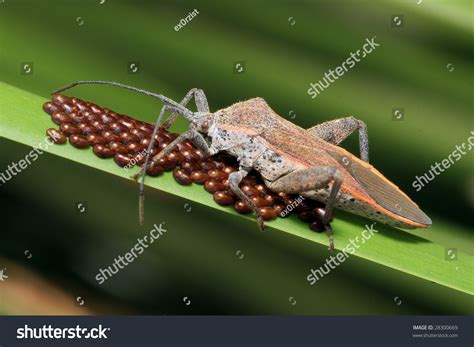 Stink Bug With Eggs Stock Photo Shutterstock