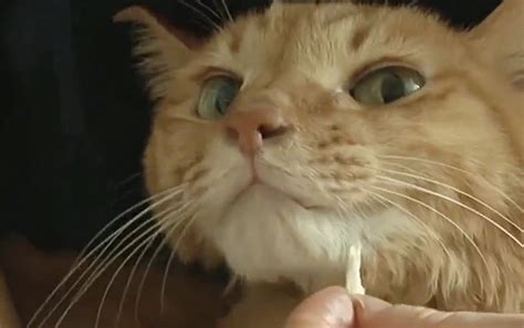 主人重病忍痛将猫咪送走猫咪三个月不吃不喝从14斤瘦到6斤 宠界新闻