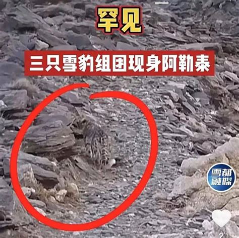 “大猫”出没！雪豹首次现身新疆阿勒泰市活动画面山区