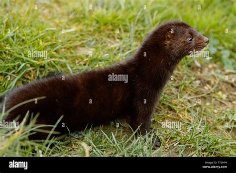 American Mink Neovison Vison Stock Photo Alamy