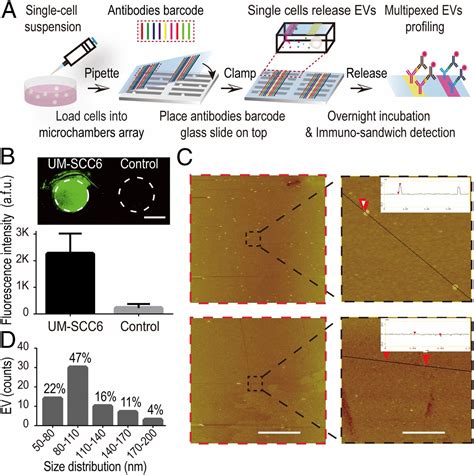 Multiplexed Profiling Of Single Cell Extracellular Vesicles Secretion Pnas