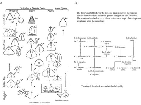 Evolutionary Parallelism In Fossil Brachiopods And Gastropods A From