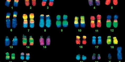 Sex Chromosome Variants Are Not Their Own Unique Sexes David Nayor