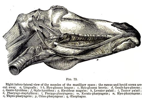 Muscles Of The Maxillary Space Ao1 Drawing By Historic Illustrations