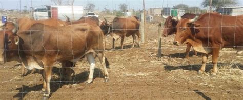 Department Holds Anti Stock Theft Operation Mpumalanga News