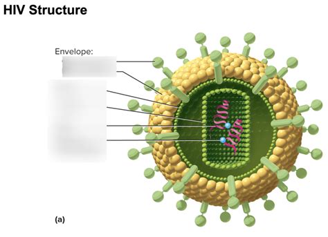 A P II Lecture Chapter 21 Lymphatic System HIV Structure Diagram
