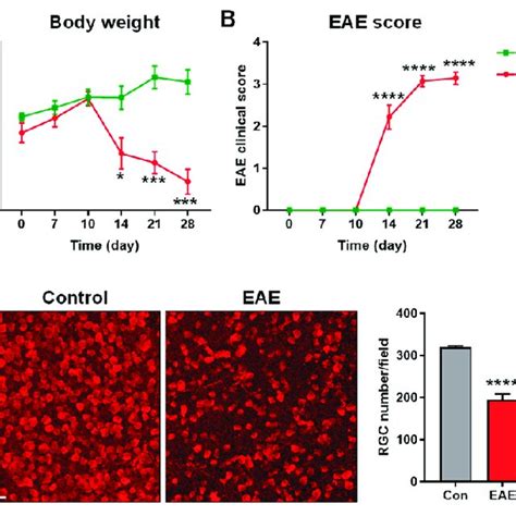 Visual Acuity In The Eae Mice The Eae Model Was Induced In Wt Mice