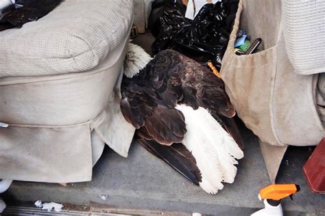 Rescued Bald Eagle That Came To Life In Bc Mans Car Had Lead