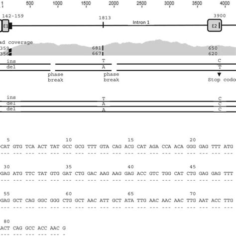 A Ngs Coverage And Heterozygous Positions In The Individual Are Shown