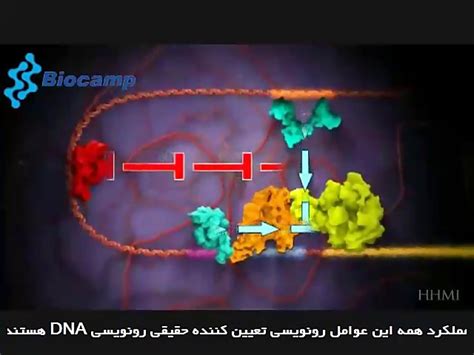 رونویسی Dna در یوکاریوت