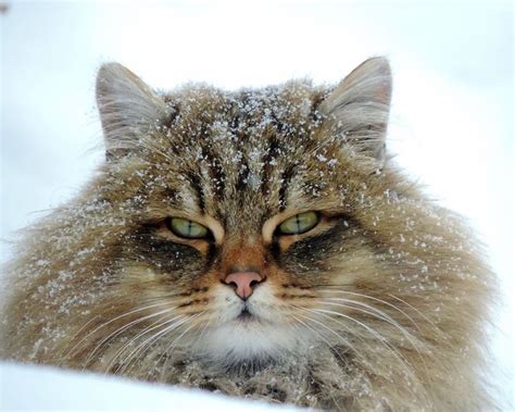 Siberian Farm Cats Have Absolutely Taken Over This Farmers Land And