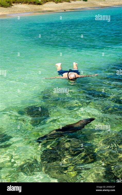 A Tourist Snorkels With A Frolicking Galapagos Sea Lion Post Office