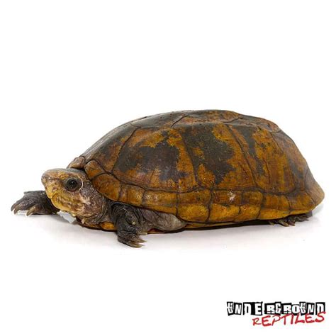 Scorpion Mud Turtle Underground Reptiles