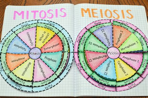 Mitosis And Meiosis Foldable