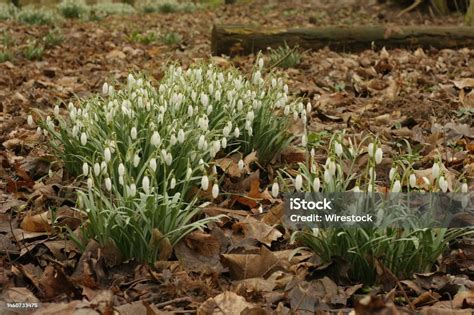 숲 바닥에서 나오는 일반적인 헌병 Galanthus Nivalis의 신선한 흰색 꽃의 근접 촬영 1월에 대한 스톡 사진 및 기타
