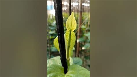 গ্রাম বাংলা সৌন্দর্য 🌴🌱natural Videobangladeshnationalfor You