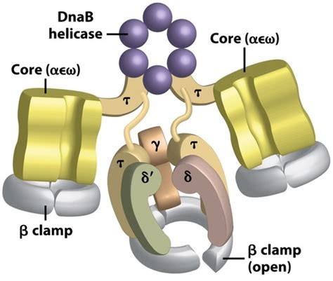 Chapter 25 Dna Metabolism Ii Flashcards Quizlet