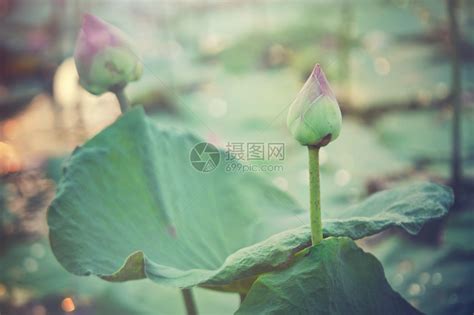 池塘中的热带莲花和用光过高清图片下载 正版图片507295402 摄图网