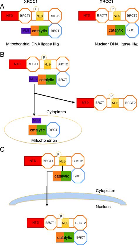 Figure 1 From Structure And Function Of The Dna Ligases Encoded By The