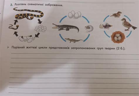 3 Розглянь схематичні зображення 2 Порівняй життєві цикли
