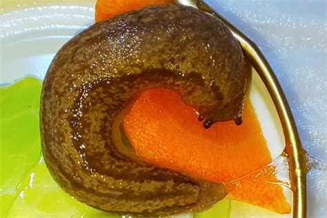 ヤマナメクジ 飼育でかいナメクジ 最大は食べる寄生虫はいるの なっとく虫