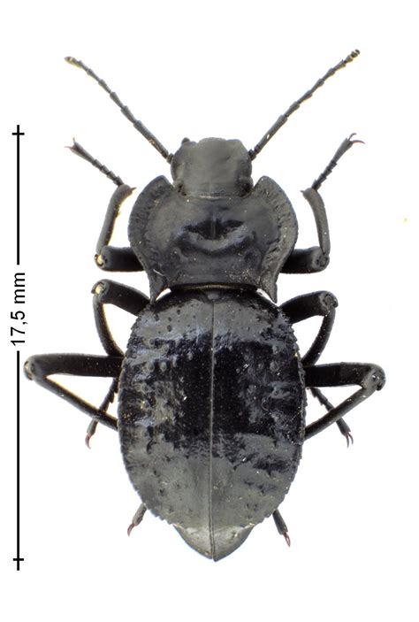 Réf 153576 — Insecta Coleoptera Tenebrionidae Akis Bacarozzo