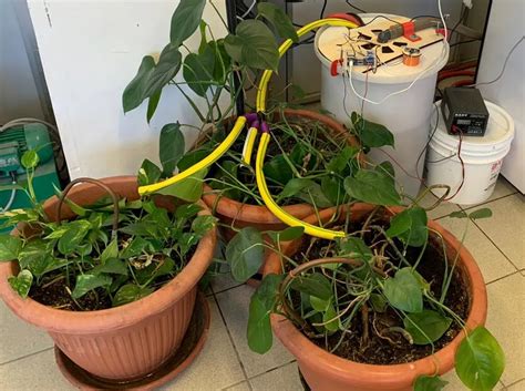 Dfrobot Automatic Irrigation Of 3 Plants Of Pothos