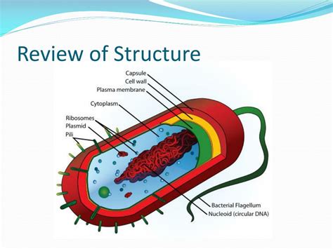 Ppt Bacterial Genetics Powerpoint Presentation Free Download Id