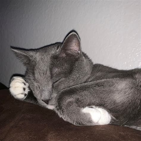 Kitty Naps 😽 Aww