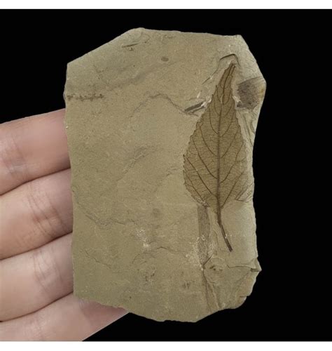 Fossils For Sale Fossils Eocene Fossil Leaf From The Green