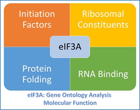 Cancers Free Full Text Interactome Mapping Of Eif3a In A Colon