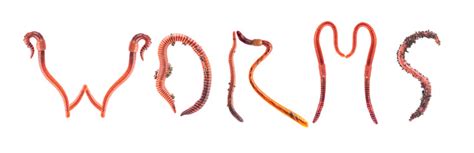 빨간 벌레 덴드로베나로 만든 단어 Worms 흰색 배경에 고립 된 낚시를위한 지렁이 라이브 미끼 벌레에 대한 스톡 사진 및 기타