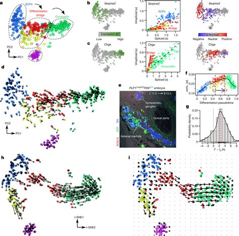 Rna Velocity Recapitulates Dynamics Of Chromaffin Cell Download