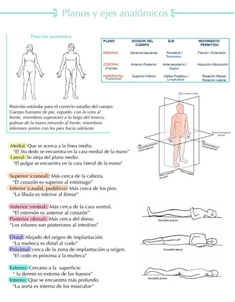 Planos Y Ejes Anatómicos Terminos De Orientacion Anatomia