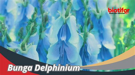 Bunga Delphinium Kecantikan Dan Keanggunan Di Taman