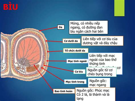 GP Hệ sinh dục PPTX