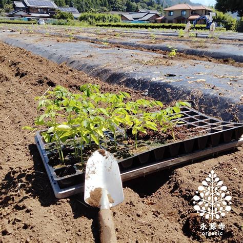 モリンガ苗の定植いよいよ終盤に！猛暑の中がんばってます！モリンガ畑全景滋賀県東近江市永源寺にあるorganic農園です生産から加工、販売まで