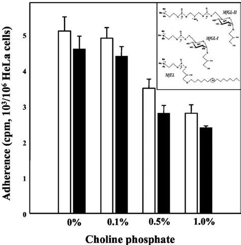 Inhibition Of M Fermentans Adherence By Phosphocholine Binding Of M