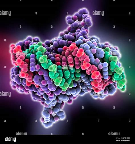 Aspartyl Trna Synthetase Protein Molecule Molecular Model Showing The