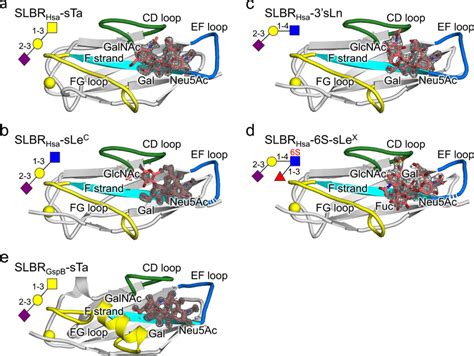 Sialoglycans Bound To Slbrhsa And Slbrgspb Slbrhsa Bound To