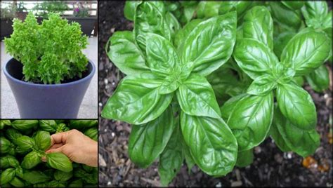 12 Beneficios De La Albahaca Que No Conoces Aprende A Cultivarla En