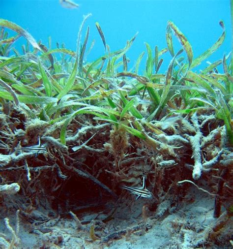 Seagrass Beds — The Department Of Environment And Natural Resources