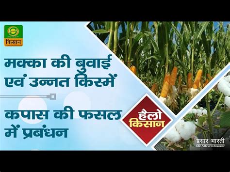 हैलो किसान मक्का की बुवाई एवं उन्नत किस्में Hello Kisan July 13 2022