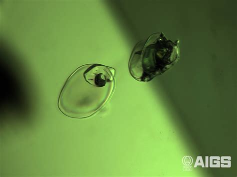 Inclusions In Peridot In Ruby Inclusions In Sapphire Inclusions In
