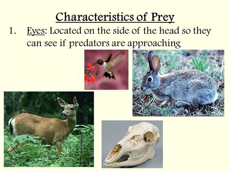 Predation Chapter 15 Predator Prey Cycles Physical Characteristics Ppt Video Online Download