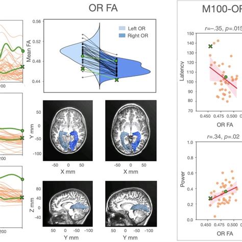 The Relation Between Structural And Functional Properties Of The Visual Download Scientific