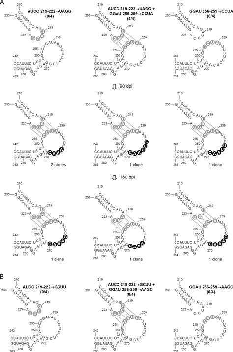 A Kissing Loop Interaction In A Hammerhead Viroid Rna Critical For Its